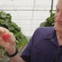 How Dyson Farming produces British strawberries in winter | Dyson Community
